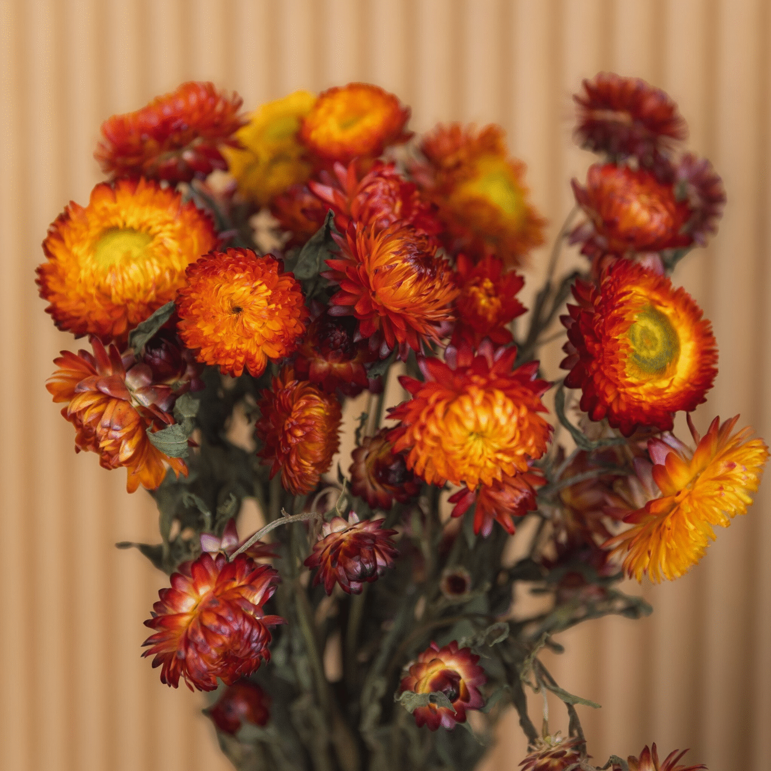 Orange Helichrysum Strawflower - Dried Poppy Pods